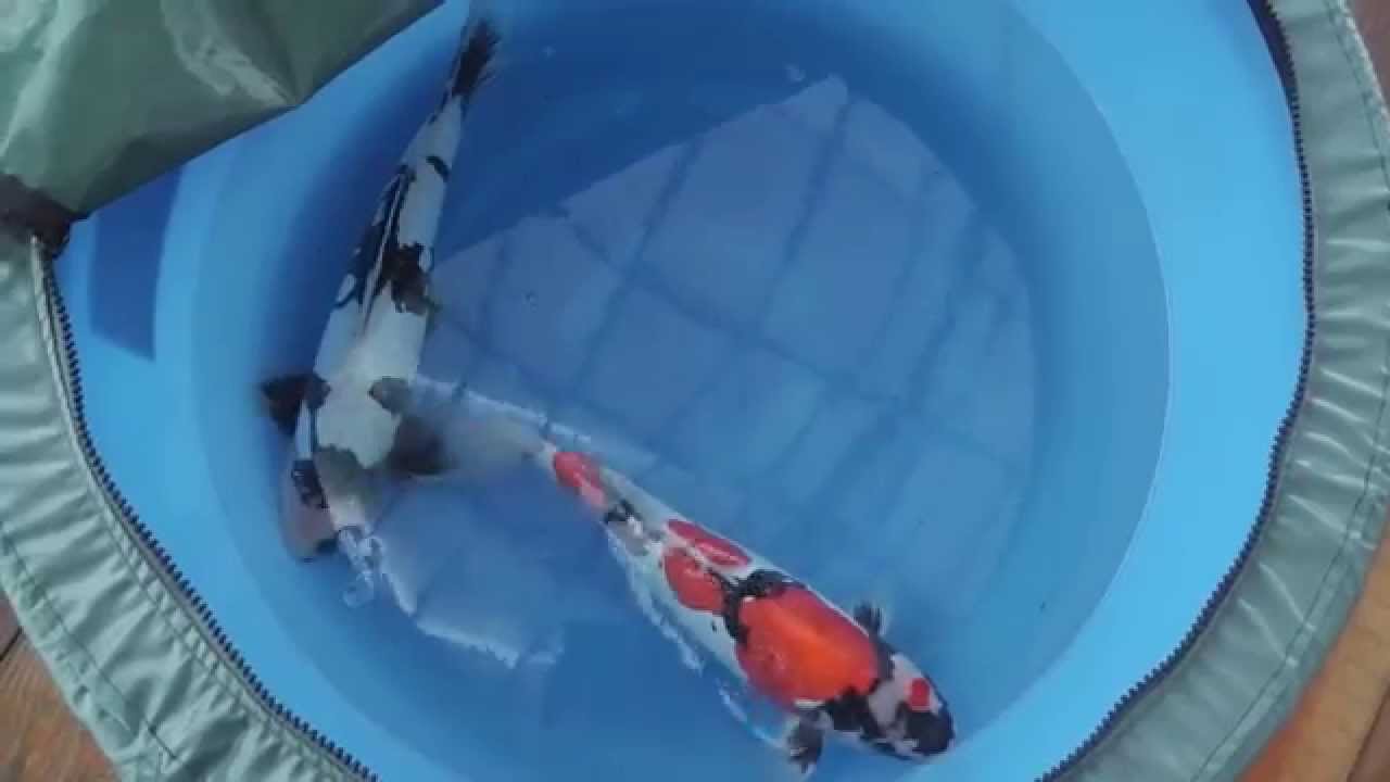 Tategoi - Nisai Doitsu Shiro Utsuri & Tategoi Nisai Doitsu Showa ...