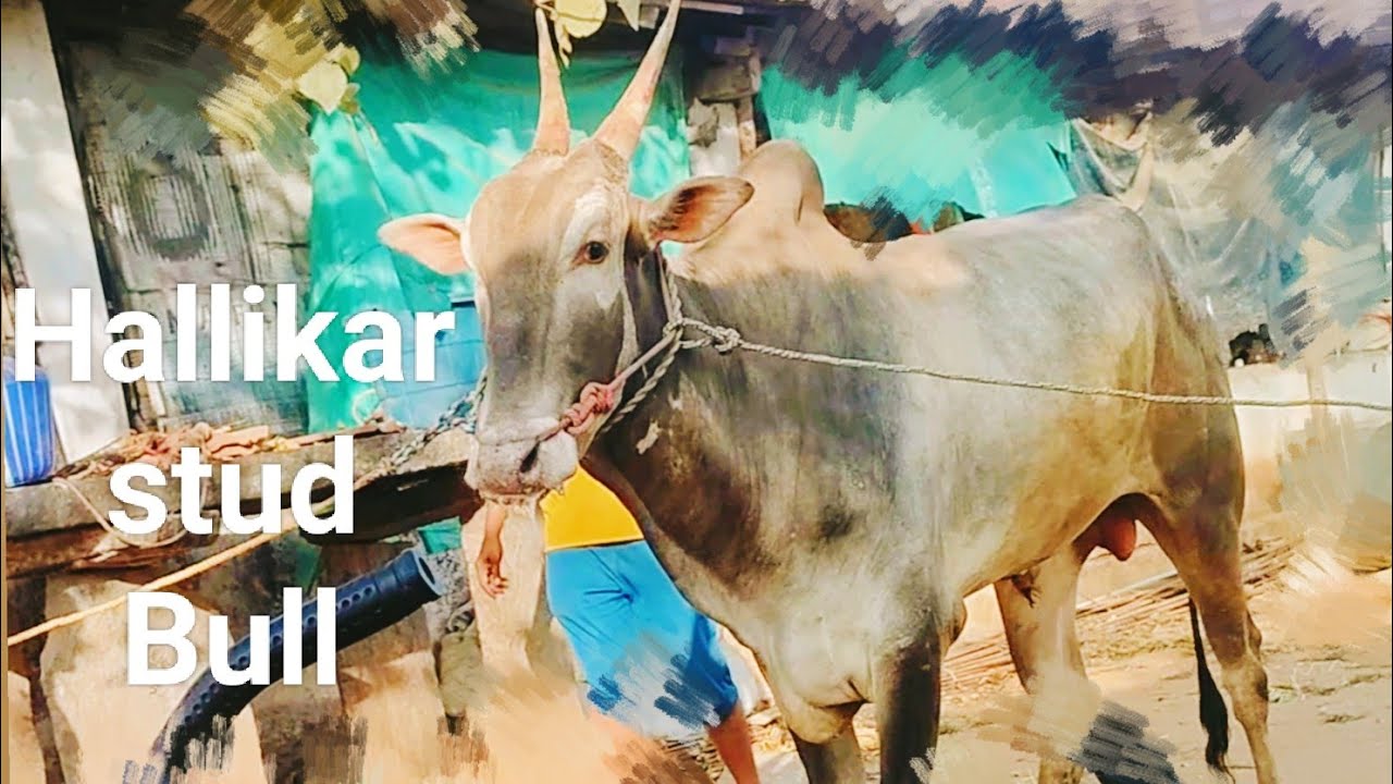 Huge two teeth Hallikar stud Bull 🦁💥#hallikar #bailgada #hallikarbulls ...