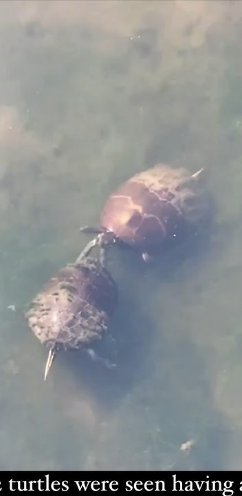 Turtle slap fight in real life😂 #turtle #funny #adorable #animals # ...