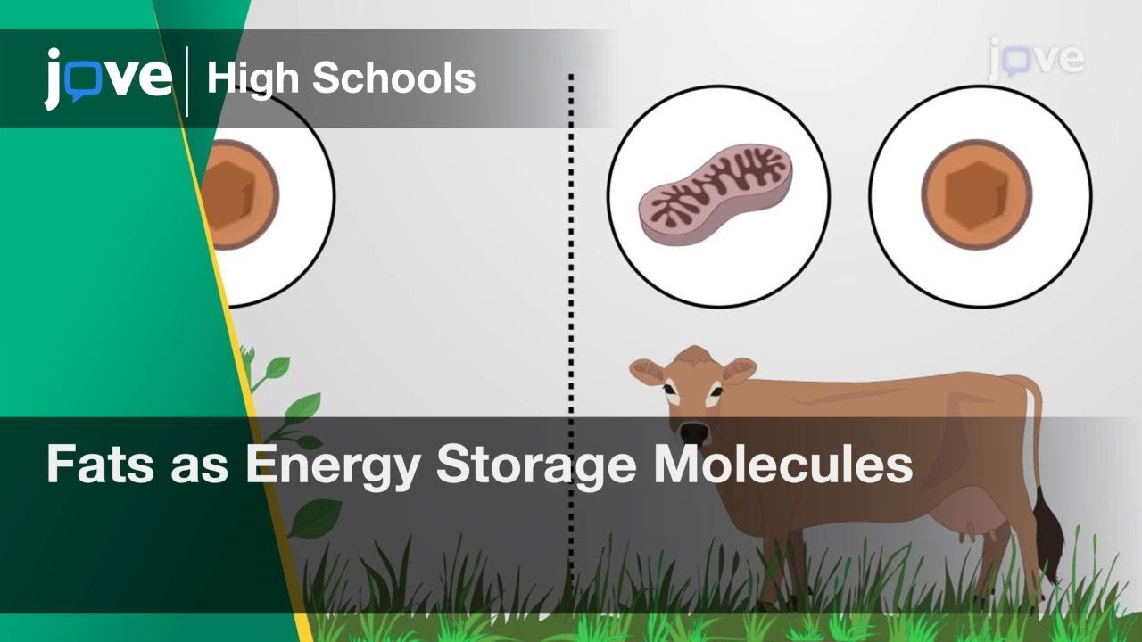 Fats as Energy Storage Molecules | Cell Bio | Video Textbooks - Preview ...