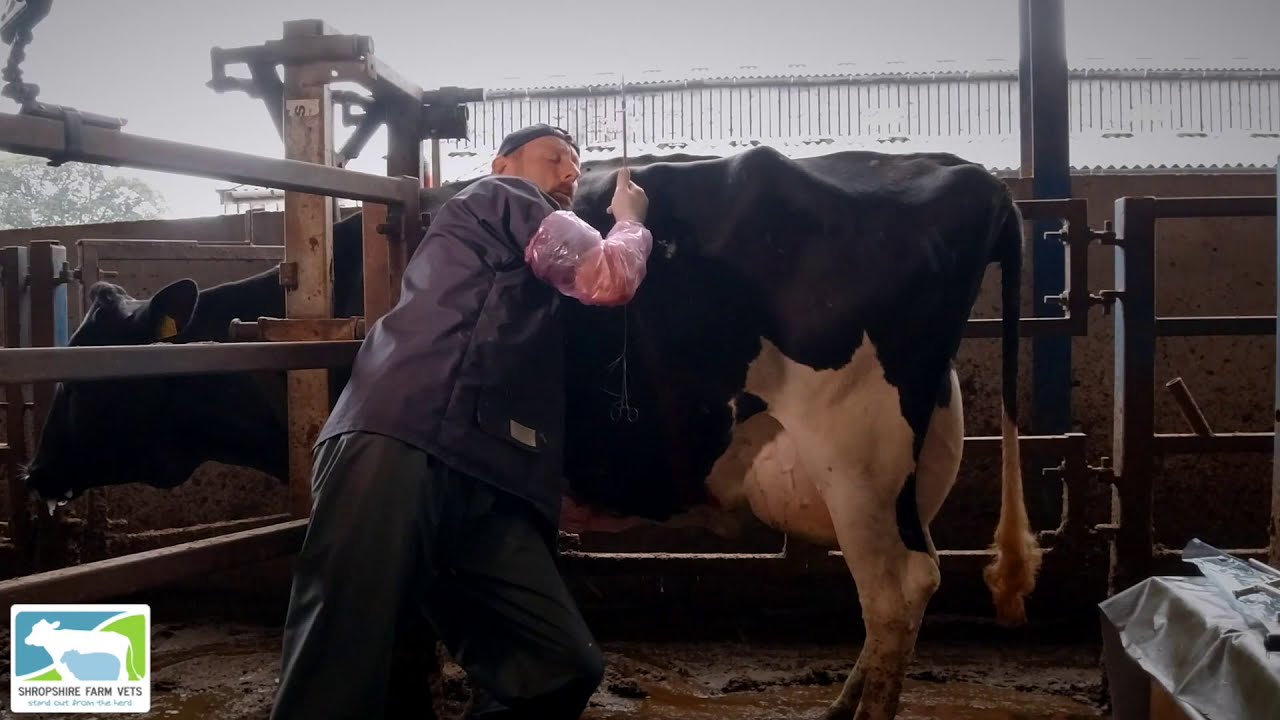 Laproscopic LDA on the farm | Shropshire Farm Vets - YouTube