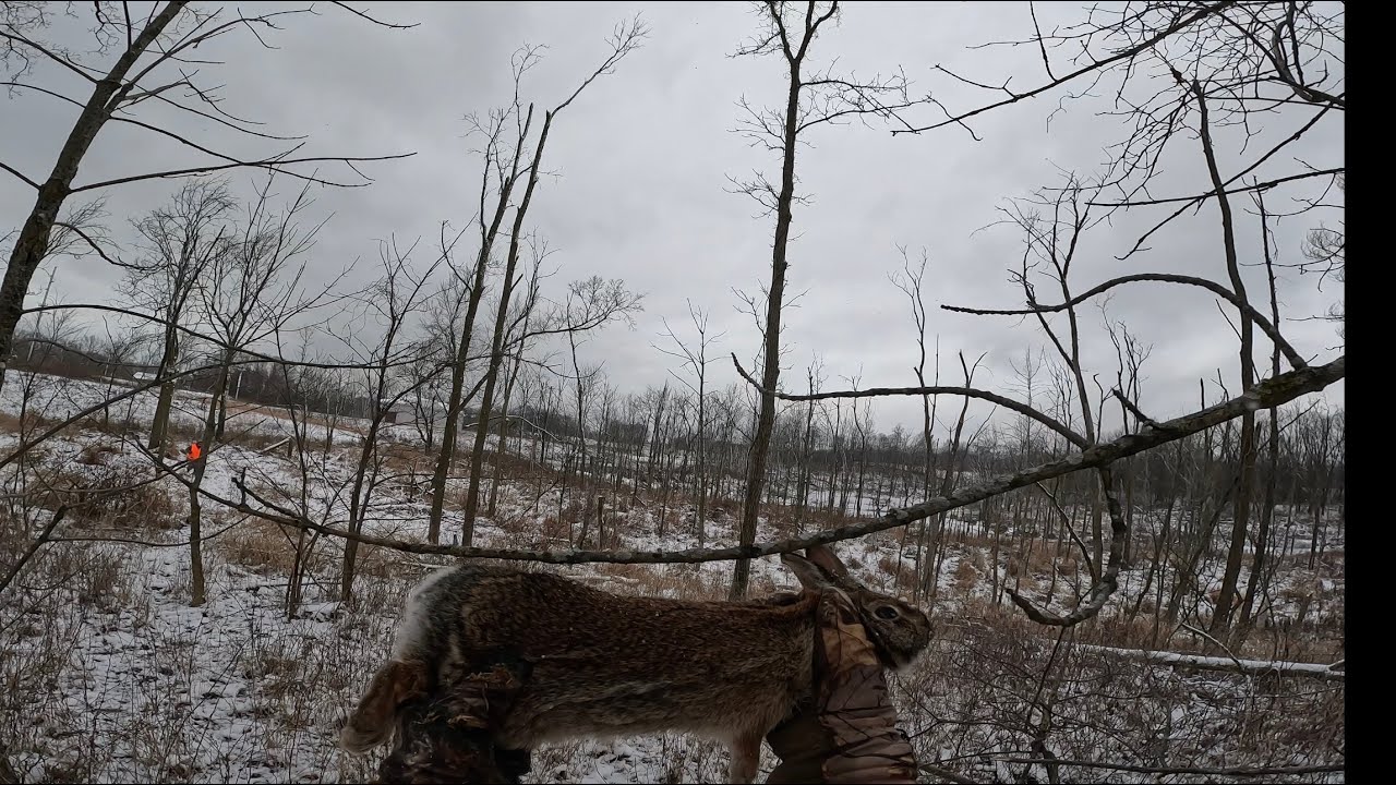 December rabbit hunt (ALMOST LIMITED OUT) - YouTube