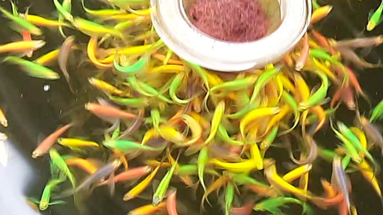 High Fin Zebra Danio Fish - YouTube