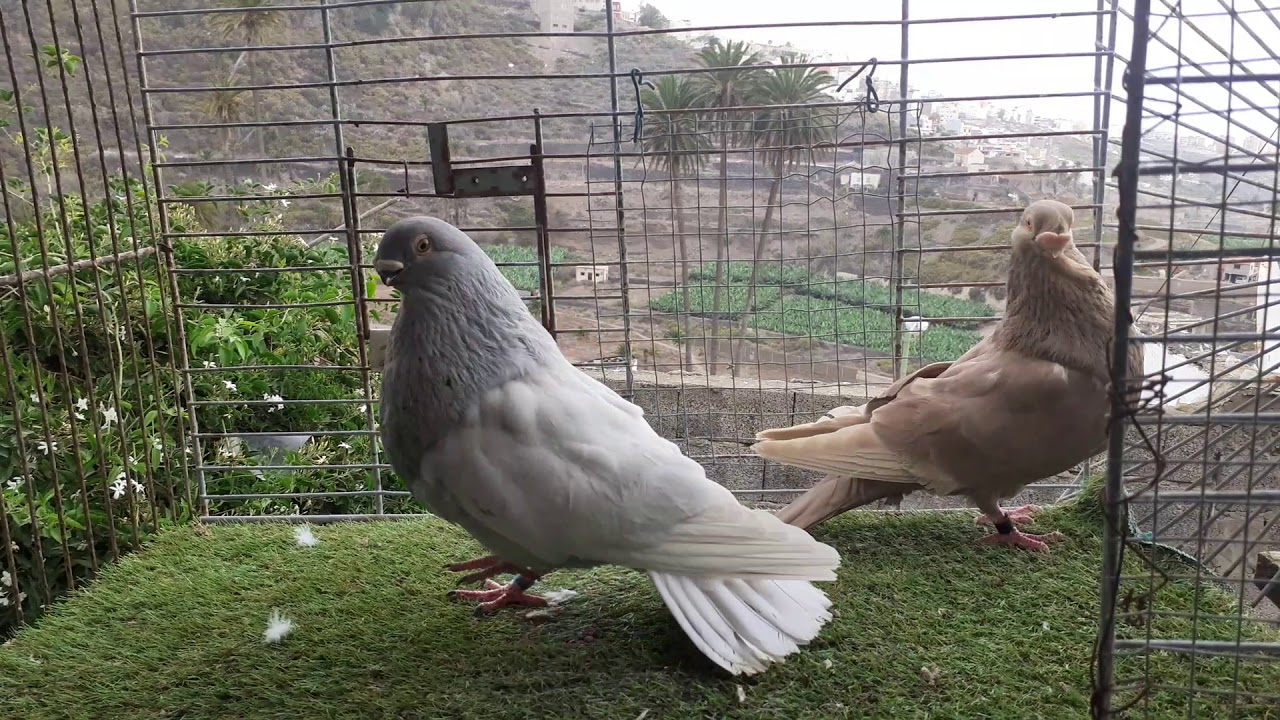 Palomas del amigo Mario una pareja de palomas rafeño un macho rosado y ...