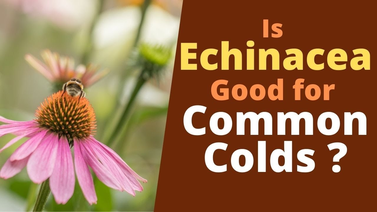 Is Echinacea Good for Colds? Why Does Echinacea Tea Help with Colds ...