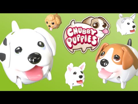 Chubby Puppies | The Play Lab - YouTube