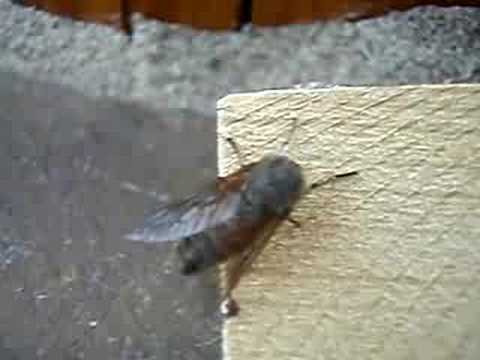 bug with no head - YouTube