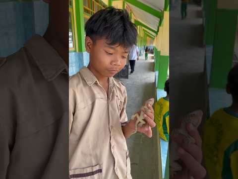 Anak sekolah pegang tokek #shortvideo