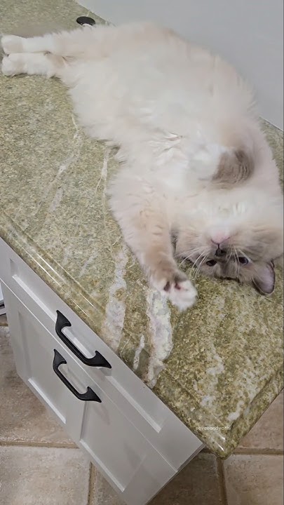 Catnip Party 😸💚 Boshi was really feeling it lol - YouTube