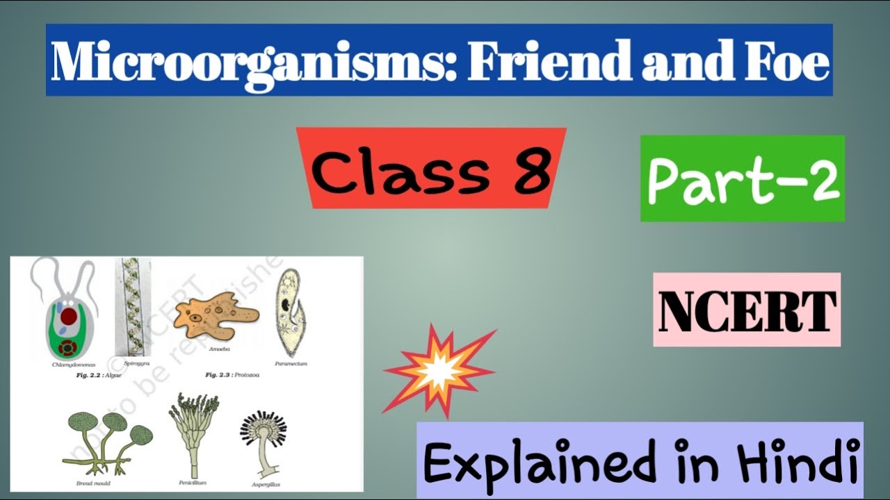 Microorganisms: Friend and Foe | Class 8 Science chapter 2 | Part 2 ...