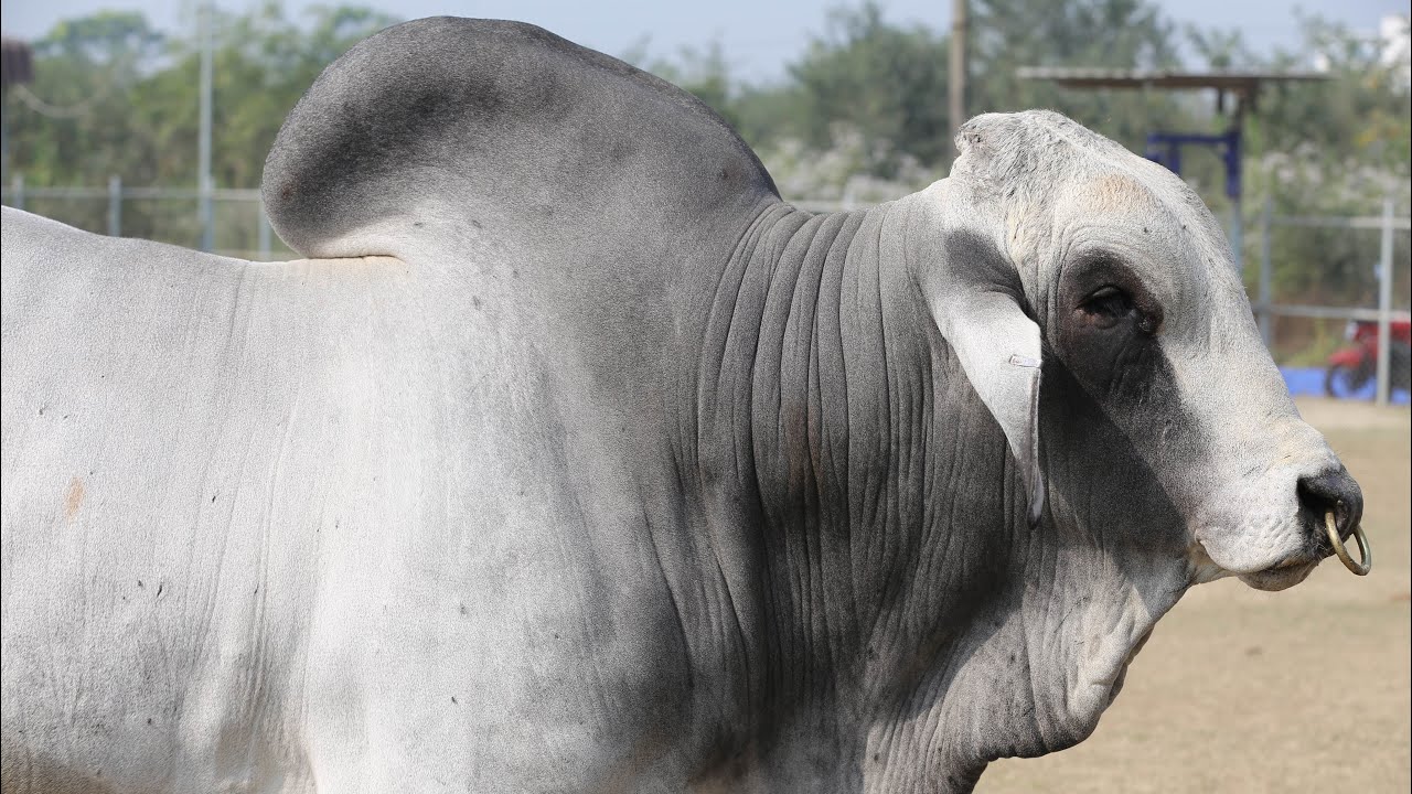 Big Boss 2 | Best Iconic Bull of 2021 | GME Ranch Exclusive 2021 ...