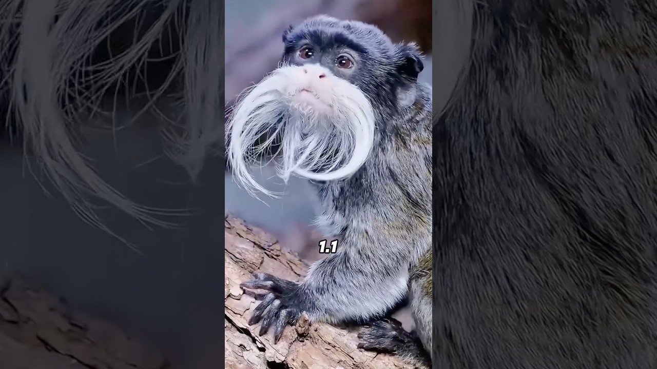 Bearded monkey like an old man #anmals #cuteanimals #shortvideo #monkey ...