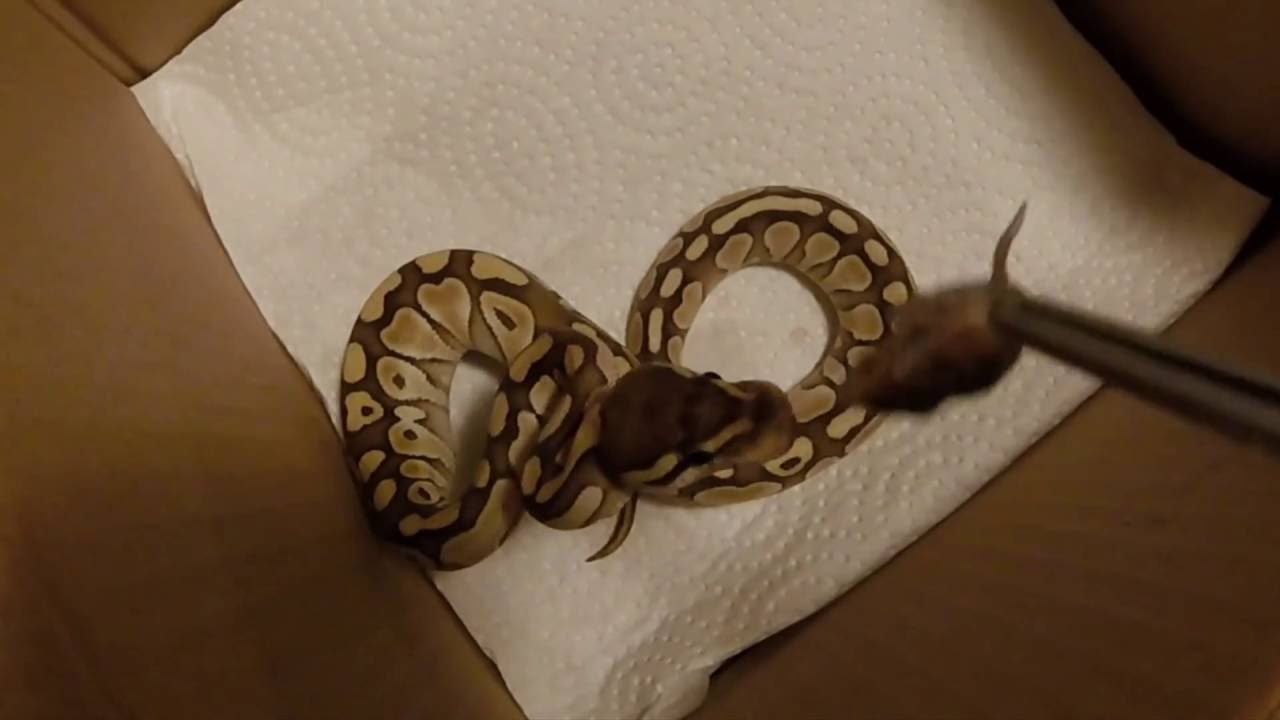 Feeding my Ball Python *Graphic Content* - YouTube