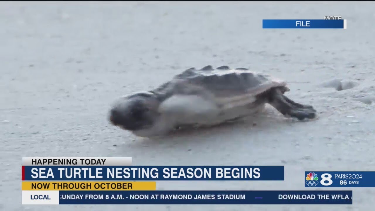The start of sea turtle nesting season in Pinellas County - YouTube