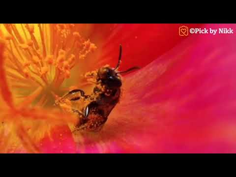 Honey bee taking Pollen Bath - YouTube
