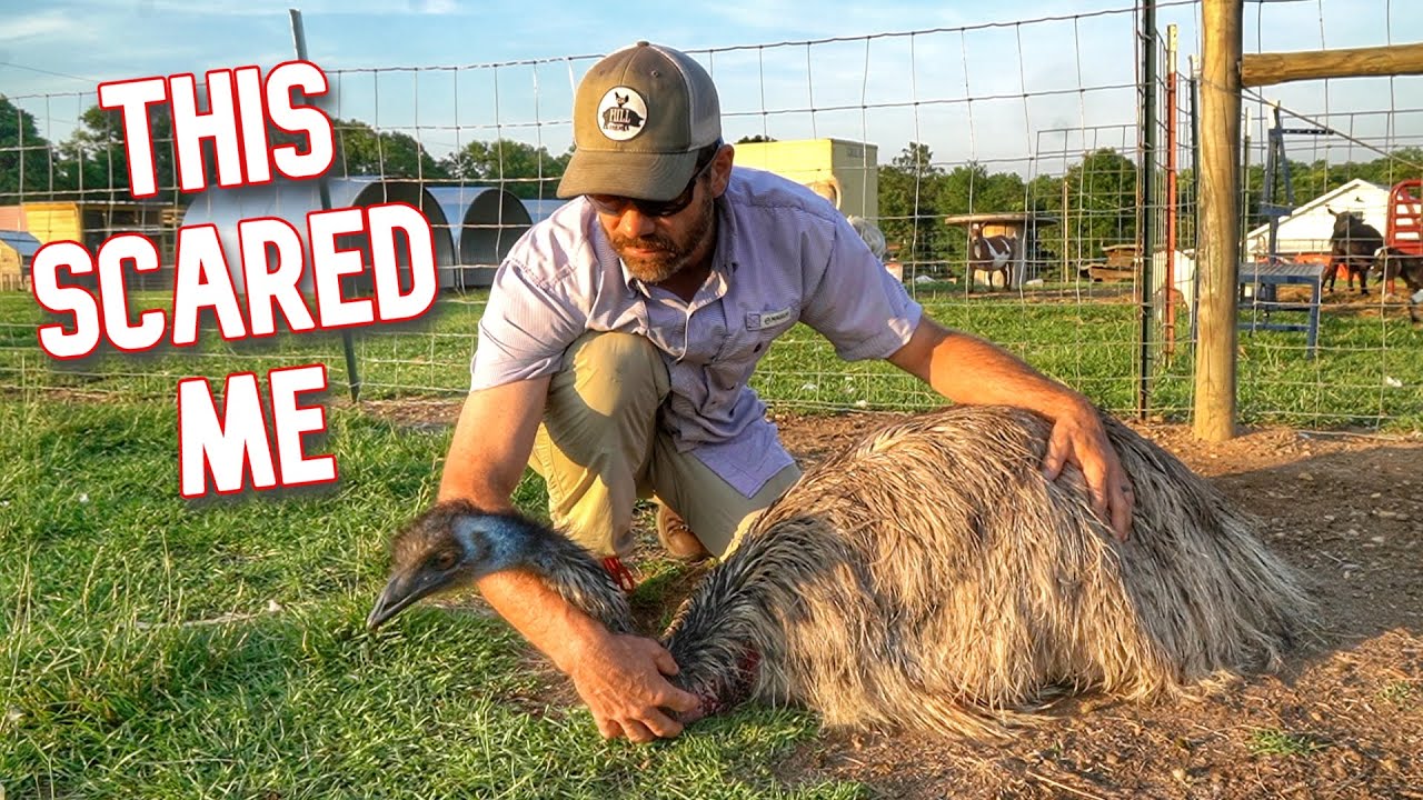 Our Emu Nugget Was Injured Trying To Stop A Predator! - YouTube