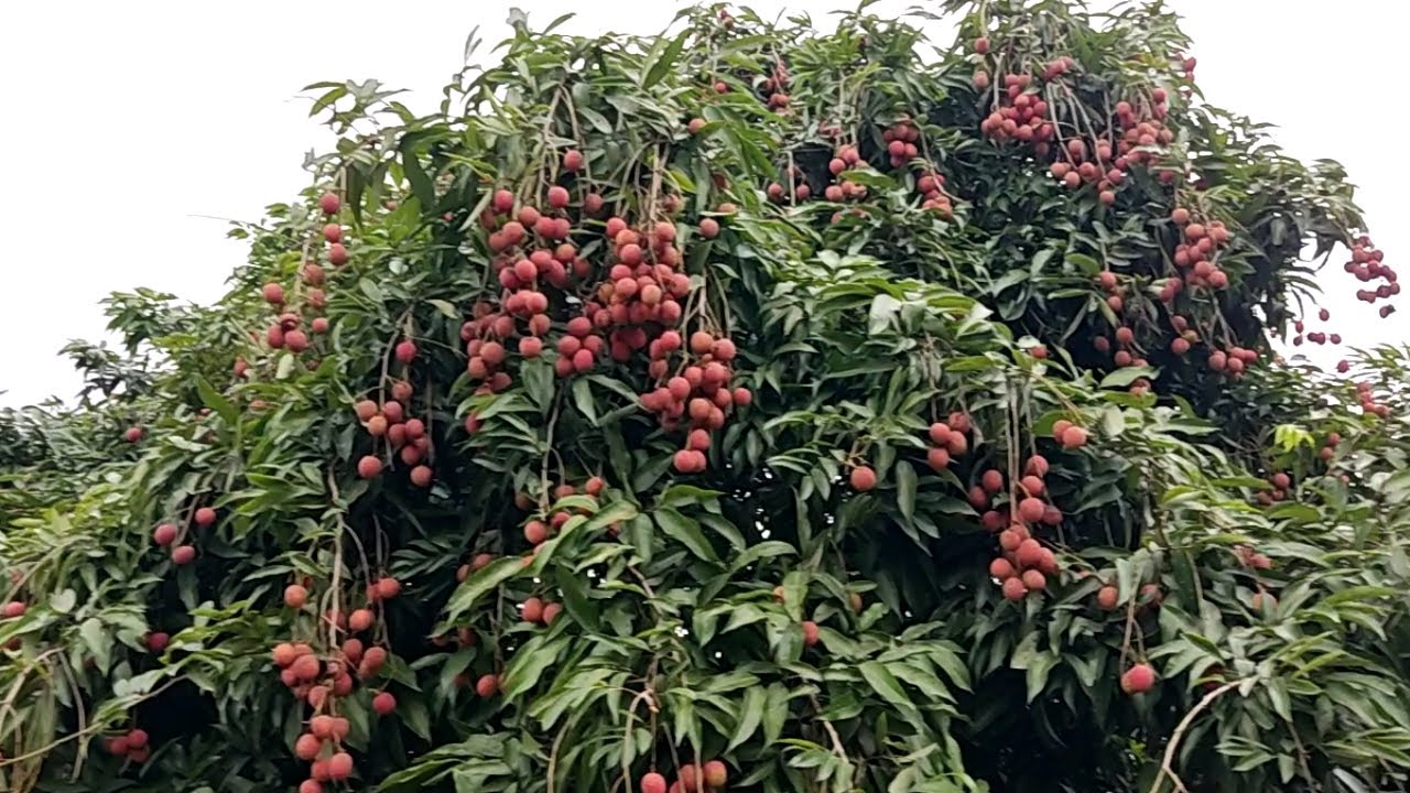 দিনাজপুরের রসালো লিচু | বিখ্যাত লিচু | Lichu Garden in Dinajpur - YouTube