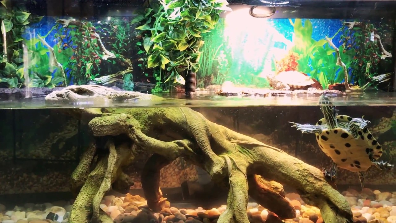75 gal turtle tank - YouTube