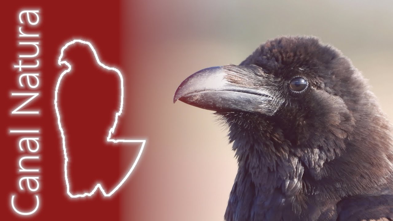 Cuervo grande (Corvus corax) Common Raven 4K - YouTube