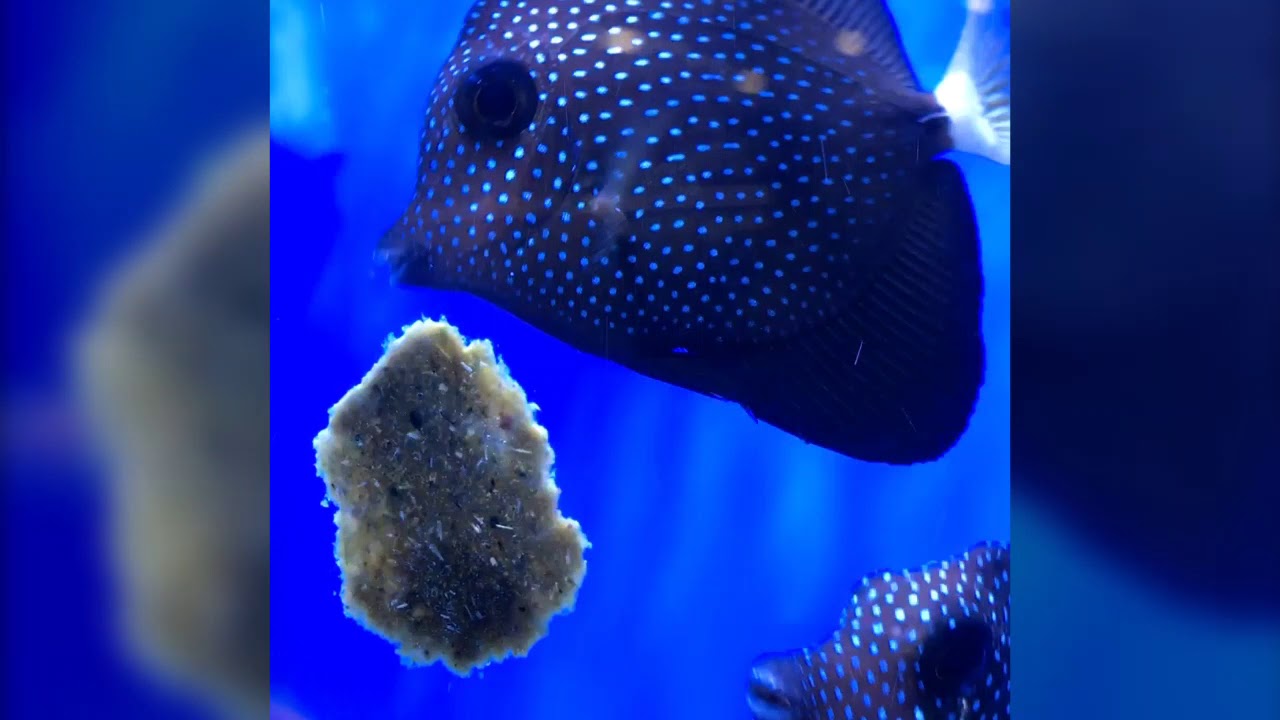Gem tang feeding - YouTube