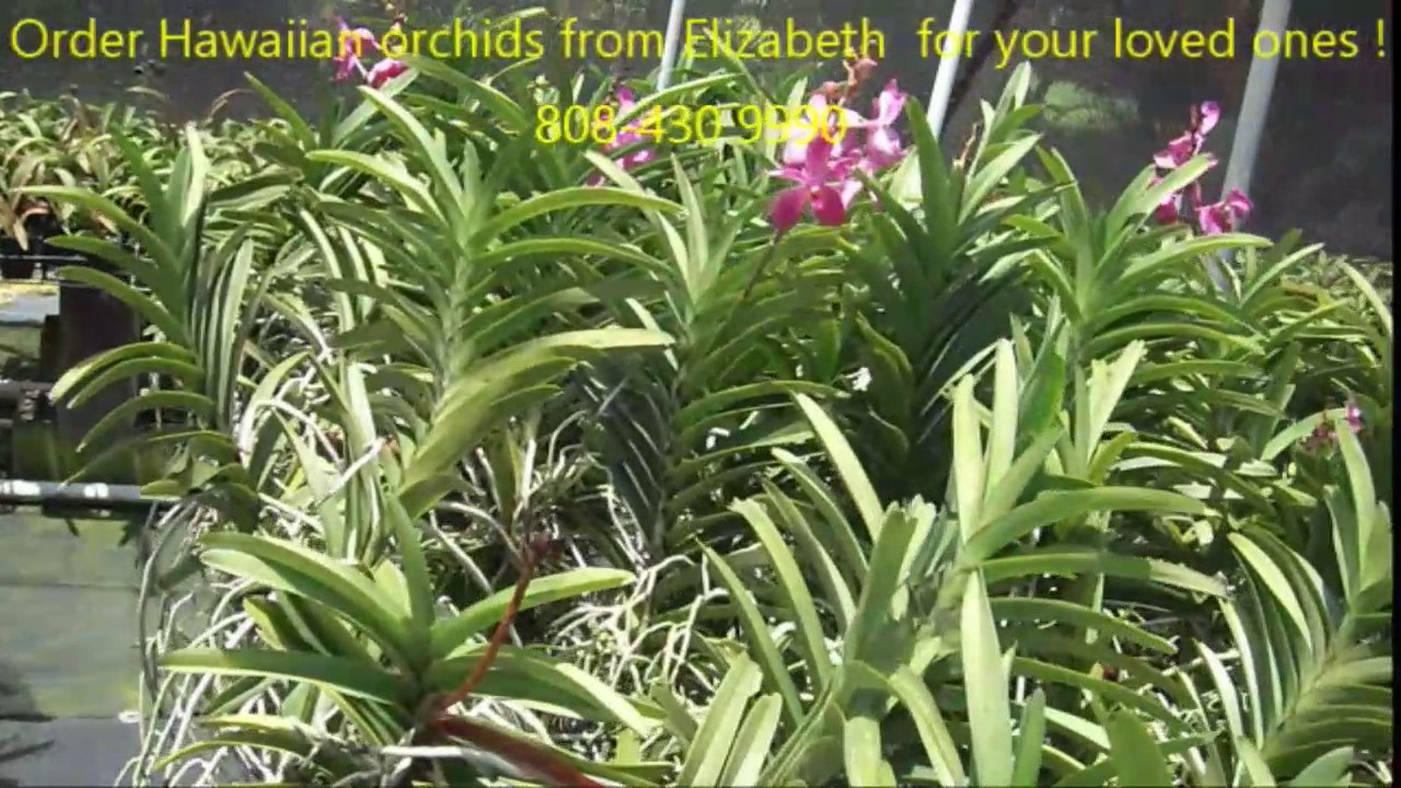 Alohilani Orchids Hawaii Big Island - YouTube