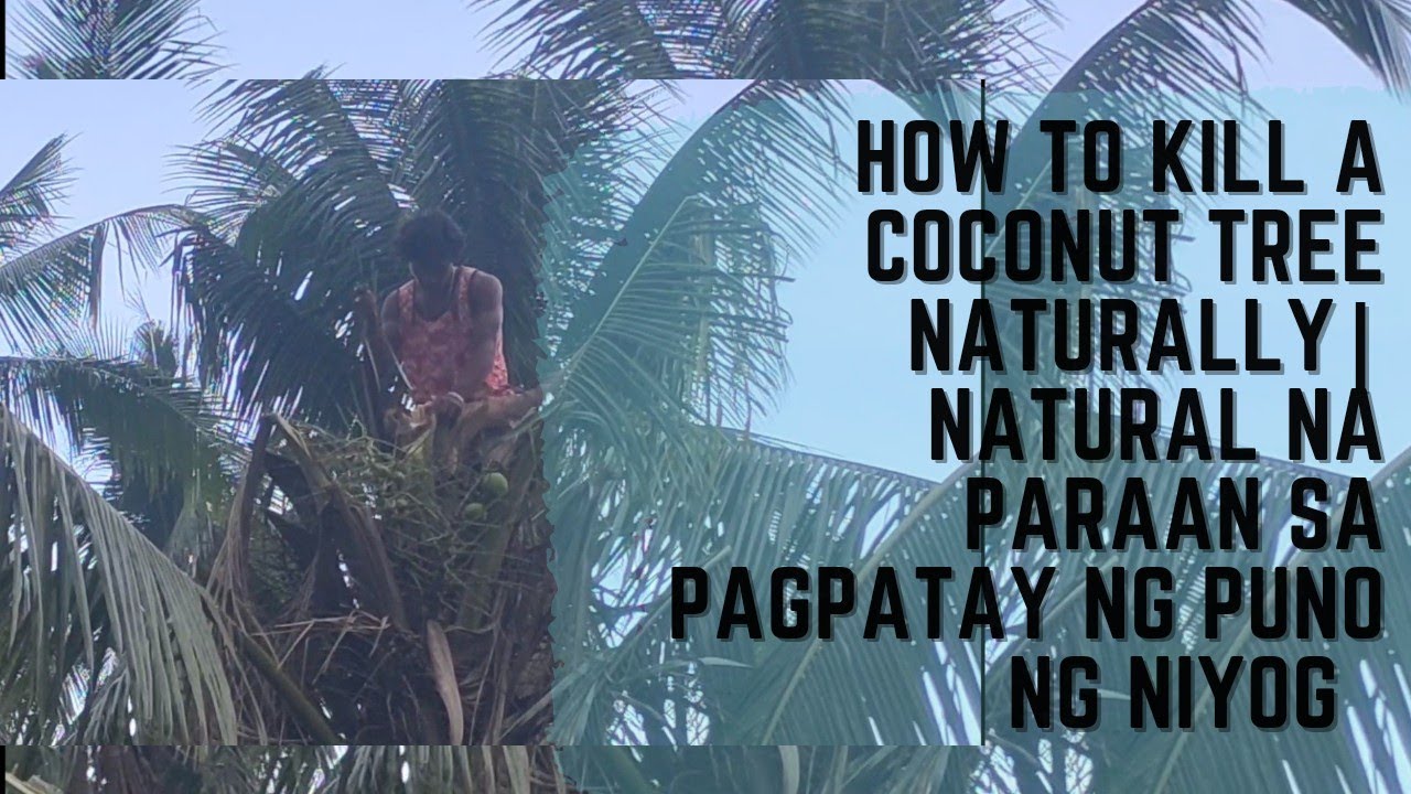 A Natural Way To Kill A Coconut Tree | Natural Na Paraan Sa Pagpatay Ng ...