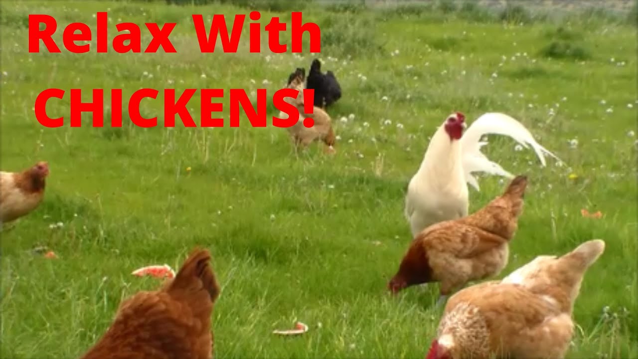 Relaxing Chicken sounds 2020 - YouTube