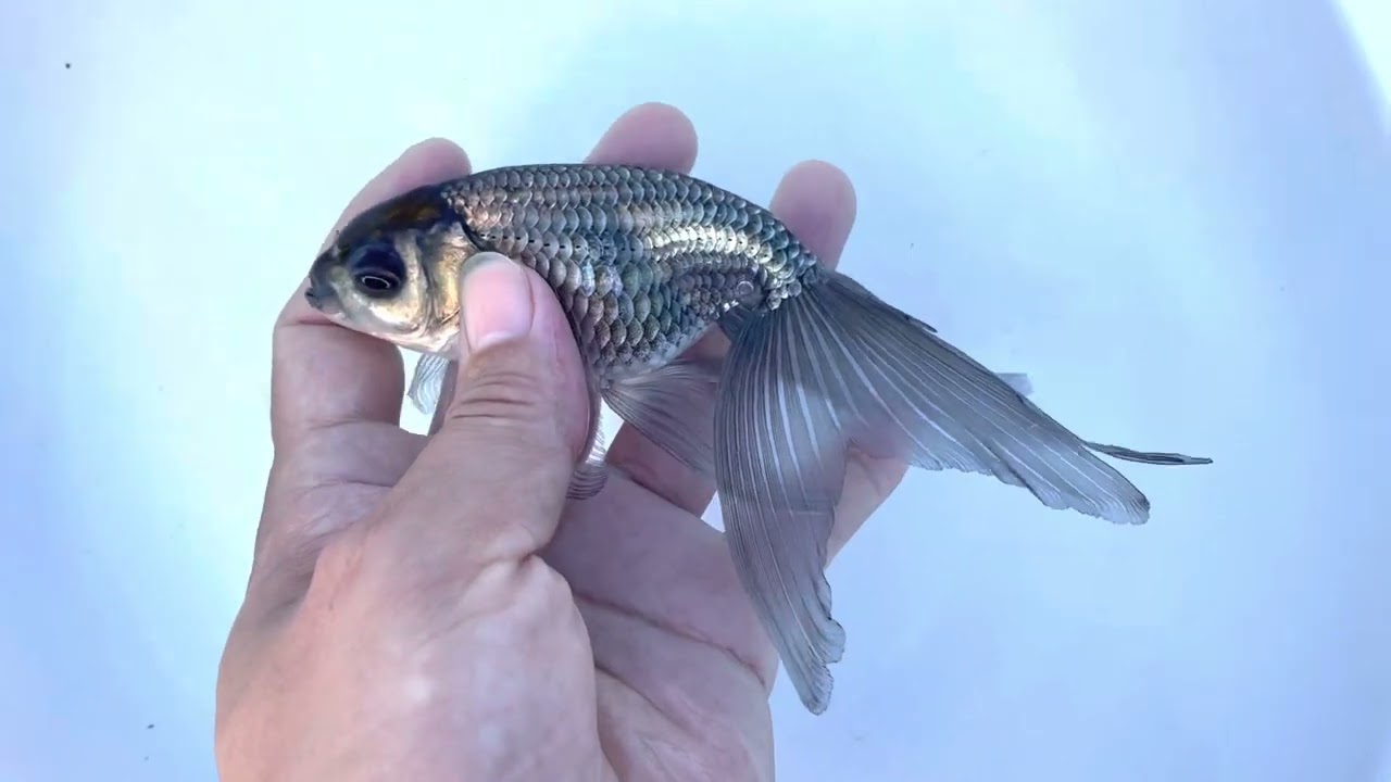 9422 female blue egg Phoenix - YouTube