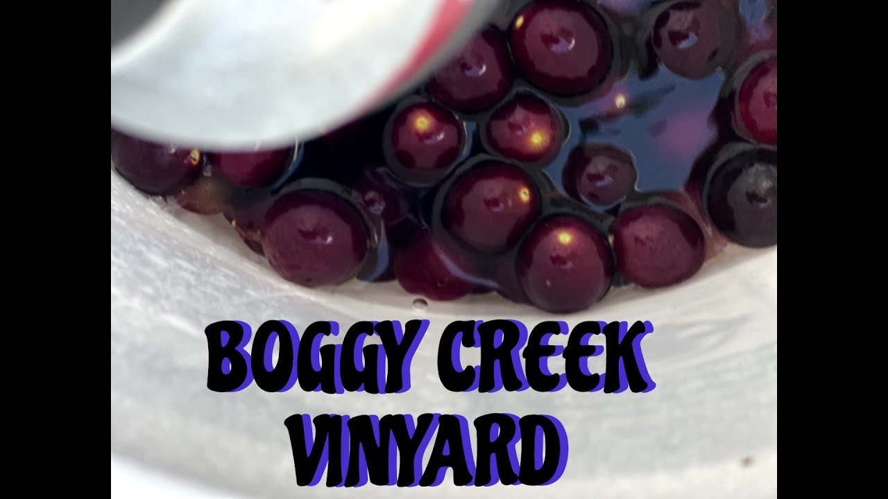 Pick your own Fruit at Boggy Creek Vineyard (All You can Eat) - YouTube