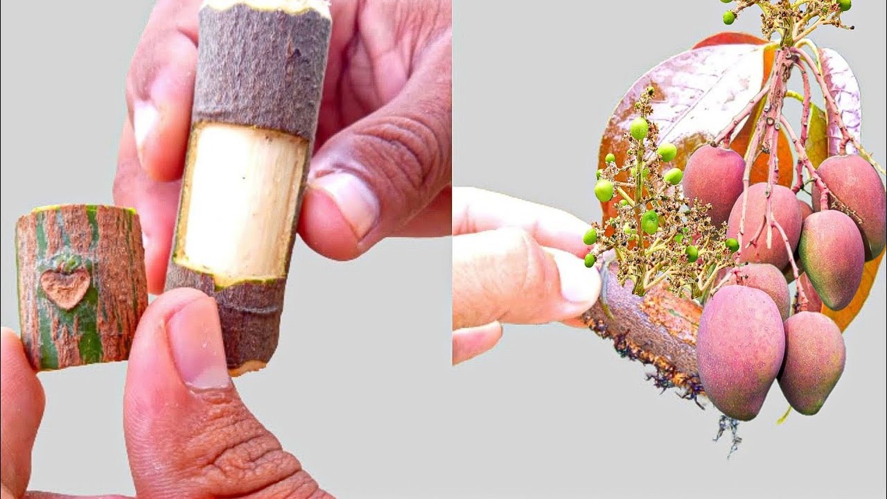 Cool Method How I Propagation Mango Tree From Cutting L Quick Budding No Fungus Youtube