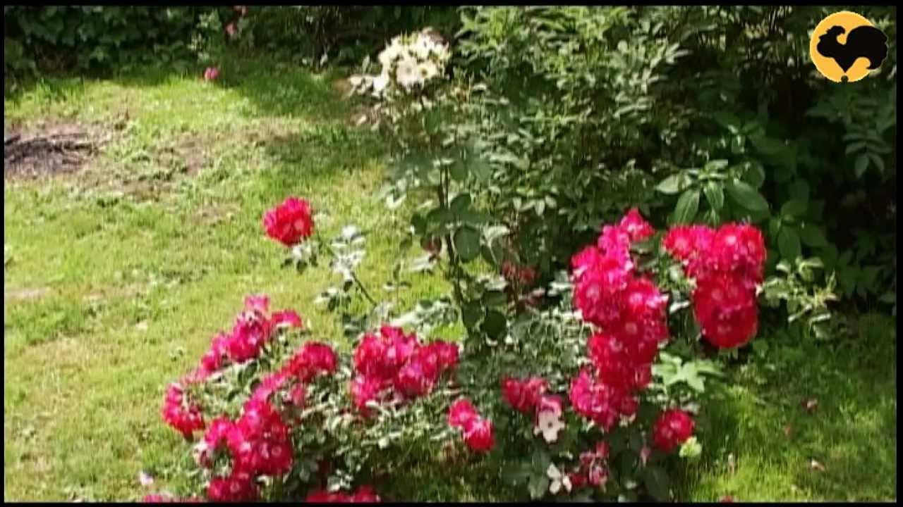 Маленький Сад Серия 25 - YouTube