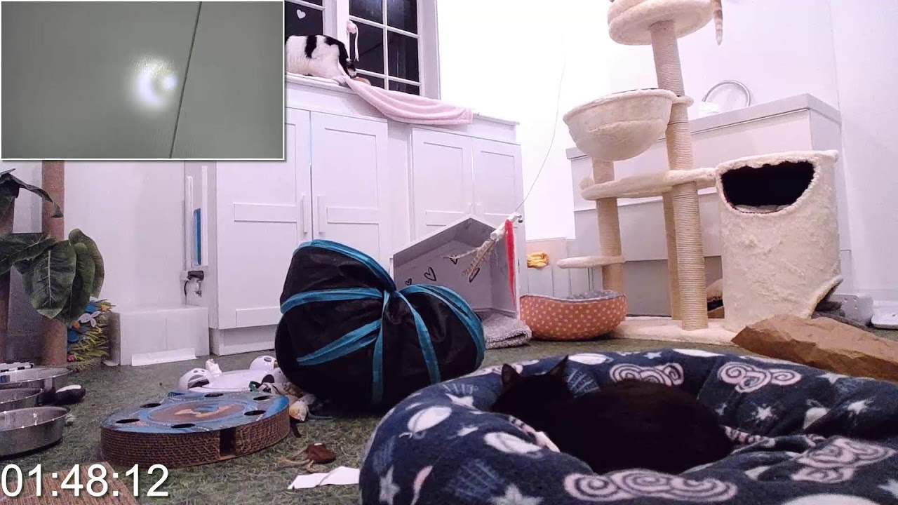 Bramble kittens ringworm palace - Cat World News