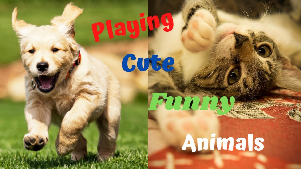 Playing Cats and Dogs - Cute and Funny Animals Videos Compilation #1 ...