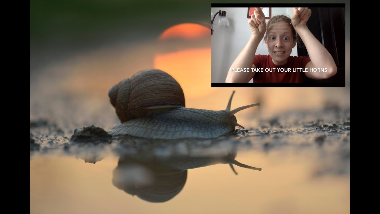 The Snail Song: Melc, Melc, Codobelc - YouTube