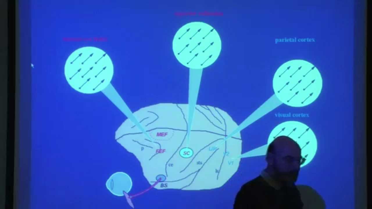 11. The neural control of visually guided eye movements 2 - YouTube