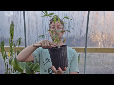 How To Grow Cassava Plants In Central Florida