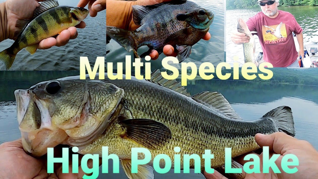 High Point Lake/Multi Species - YouTube