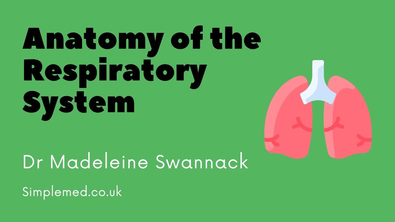 Anatomy of the Respiratory System | SimpleMed Respiratory Lecture ...