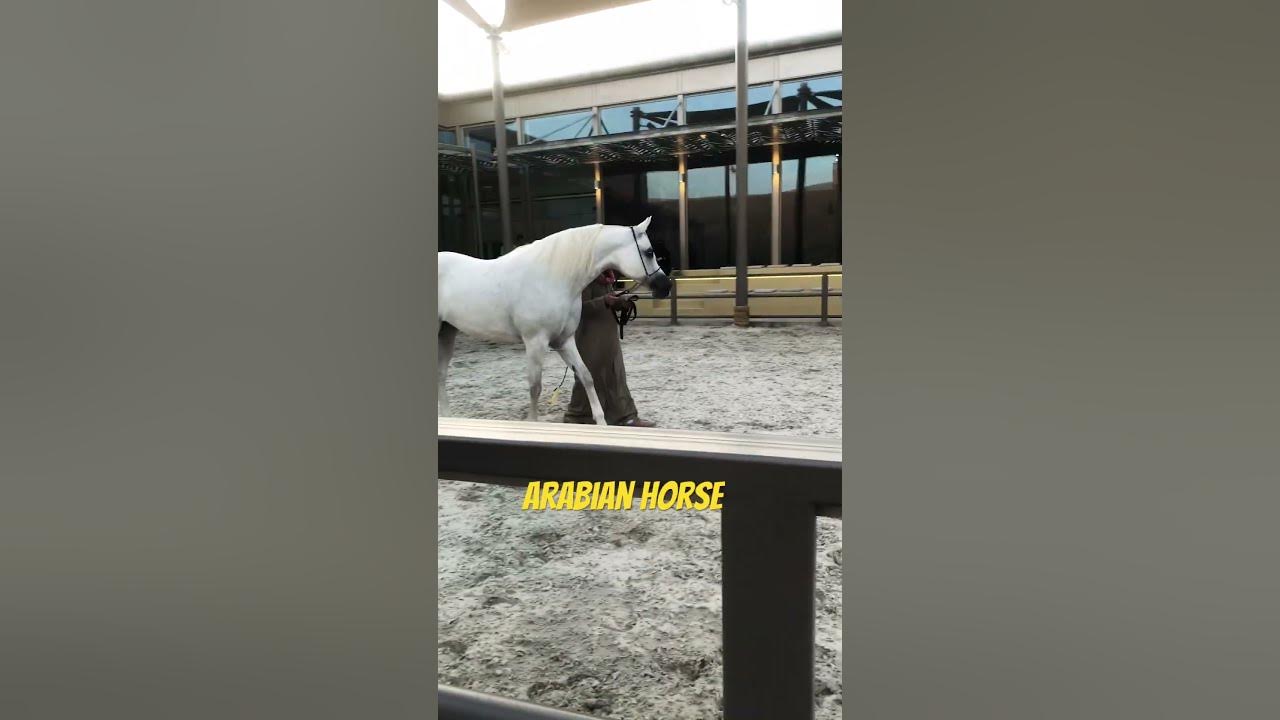 Arabian Horse - YouTube