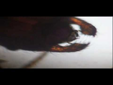 ENTOMOLOGY: Ant Mouthparts - YouTube