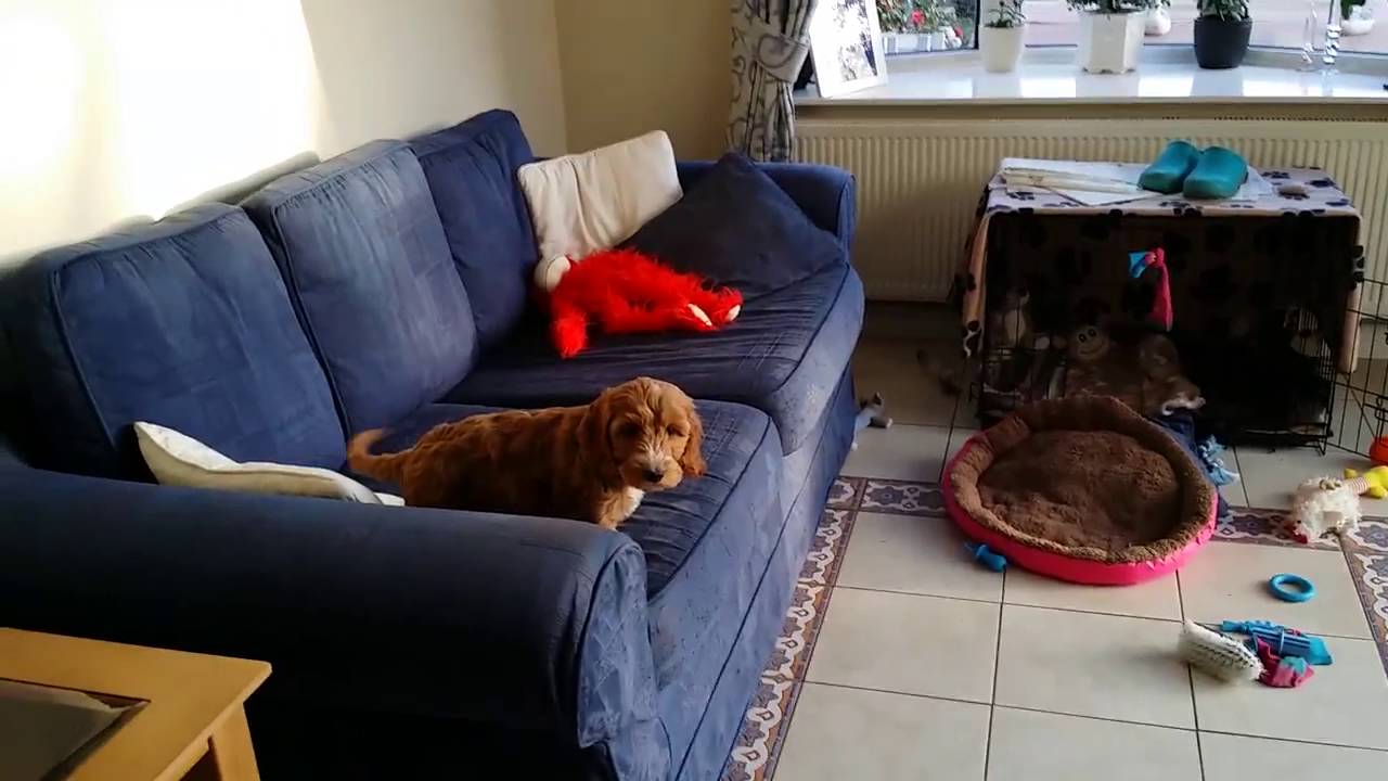 Disney the cockapoo puppy learns to jump at 12 weeks old - YouTube