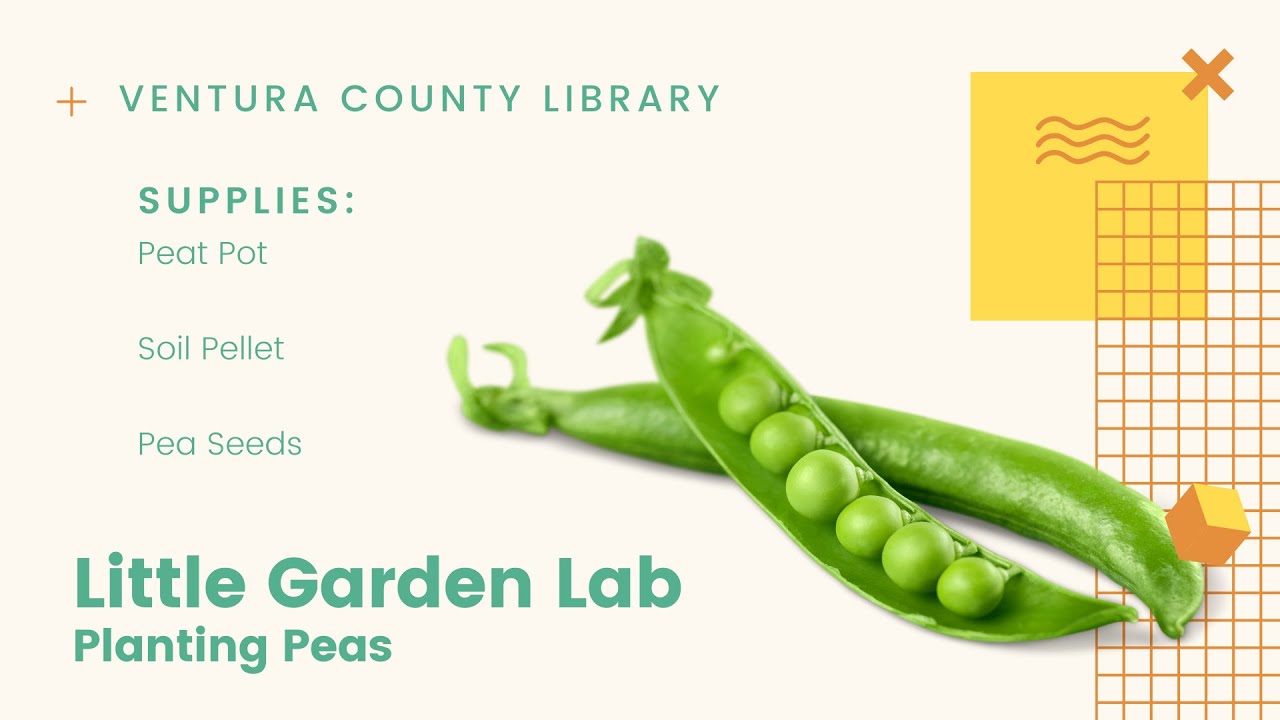 Little Garden Lab: Planting Peas - YouTube