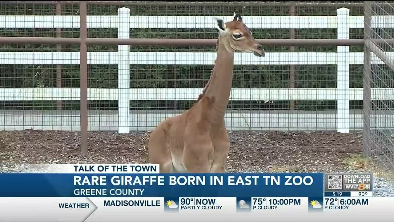 One-of-a-kind spotless giraffe born in East Tennessee zoo - YouTube