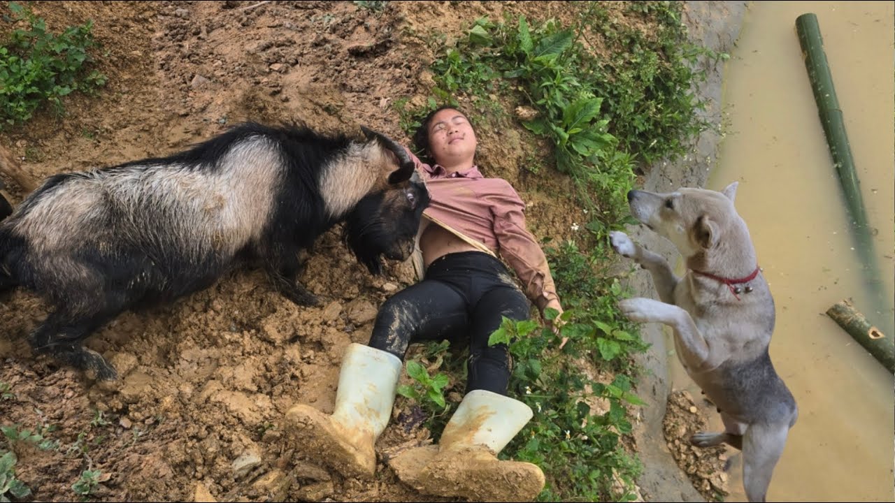 Vietnamese girl building a house for goats unfortunately had an ...