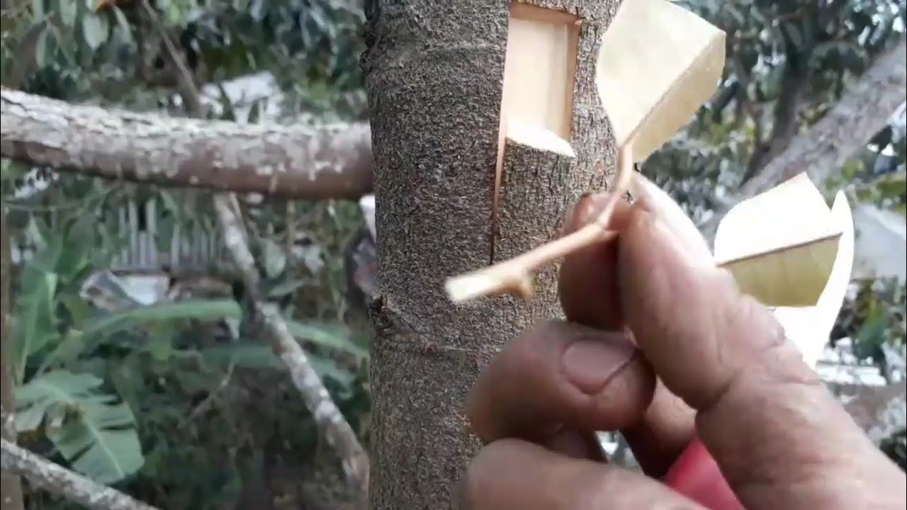 TUTORIAL CARA SETEK POHON DURIAN BATANG BESAR - YouTube