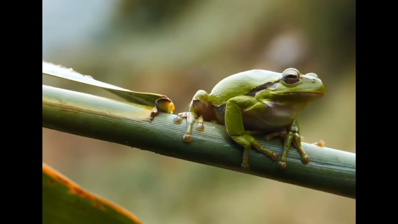 Frog | Amphibian | Carnivorous | Green Frog | Tail Less Frog - YouTube