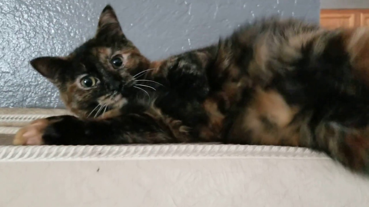 Kitten trilling - brrp wake up 1 - YouTube