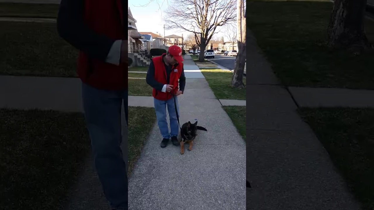 This dog was deemed untrainable! Great Dog - YouTube