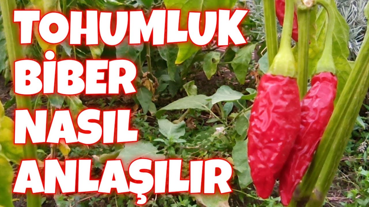 Tohumluk Biber, Nasıl Anlaşılır - YouTube