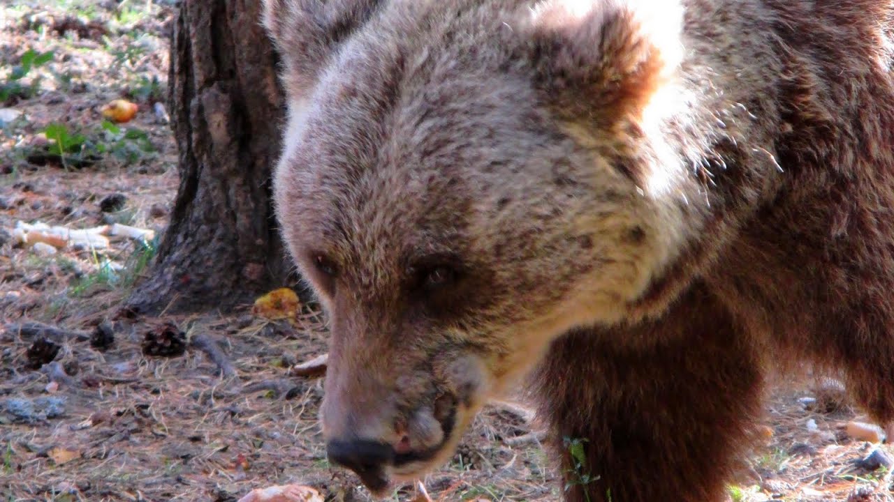 Bear Sanctuary Belitsa (Rehabilitation Park) in the Rila Mountains ...